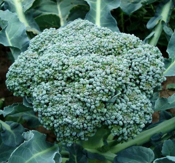 Broccoli Di Cicco Seeds | Heirloom Vegetable Seeds | Planting Organics