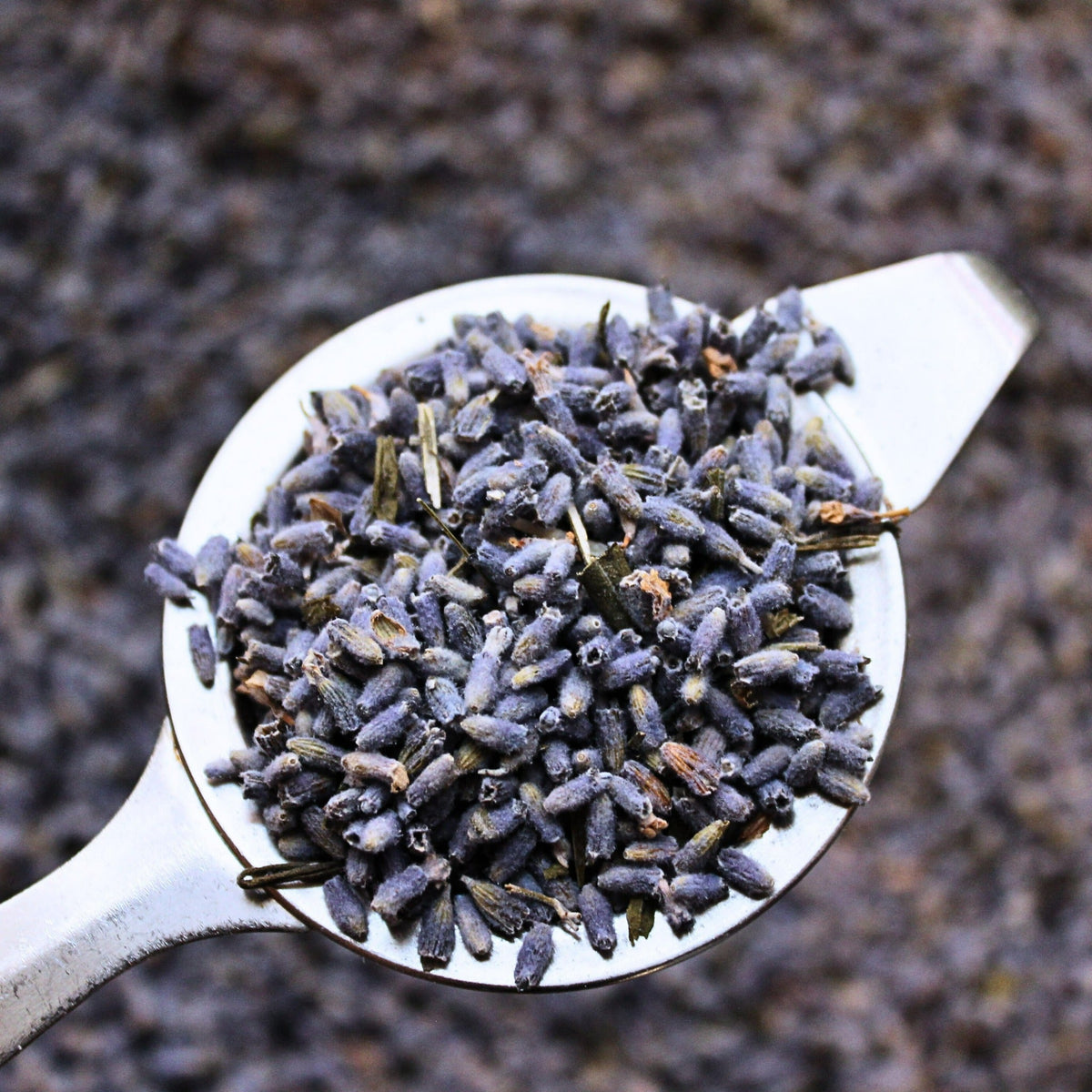 Lavender Super Blue - English Lavender – Planting Organics