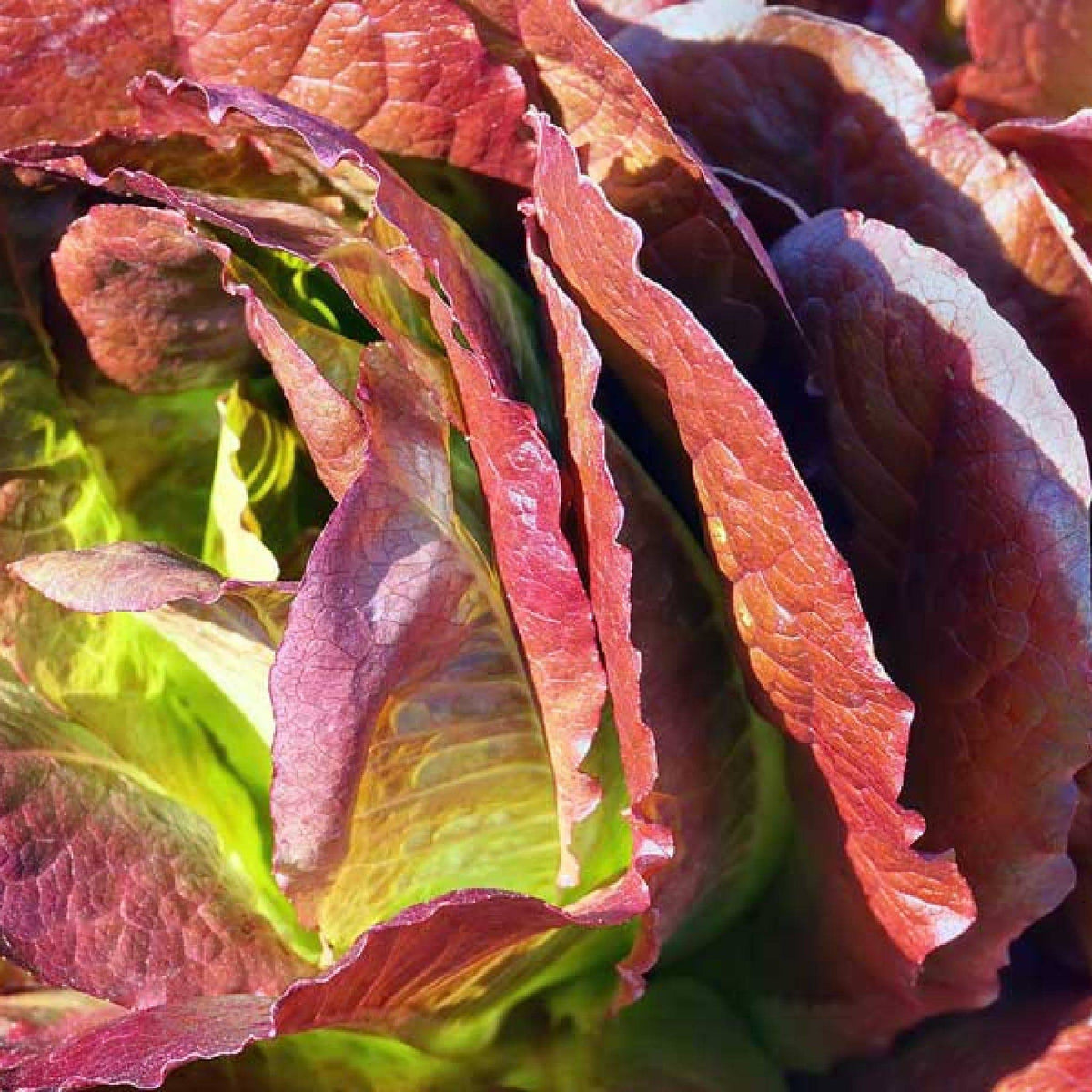 Lettuce Red Rommaine Cimmaron Heirloom Seeds – Planting Organics