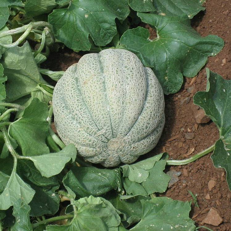 Rockmelon Heirloom Seeds Organic – Planting Organics