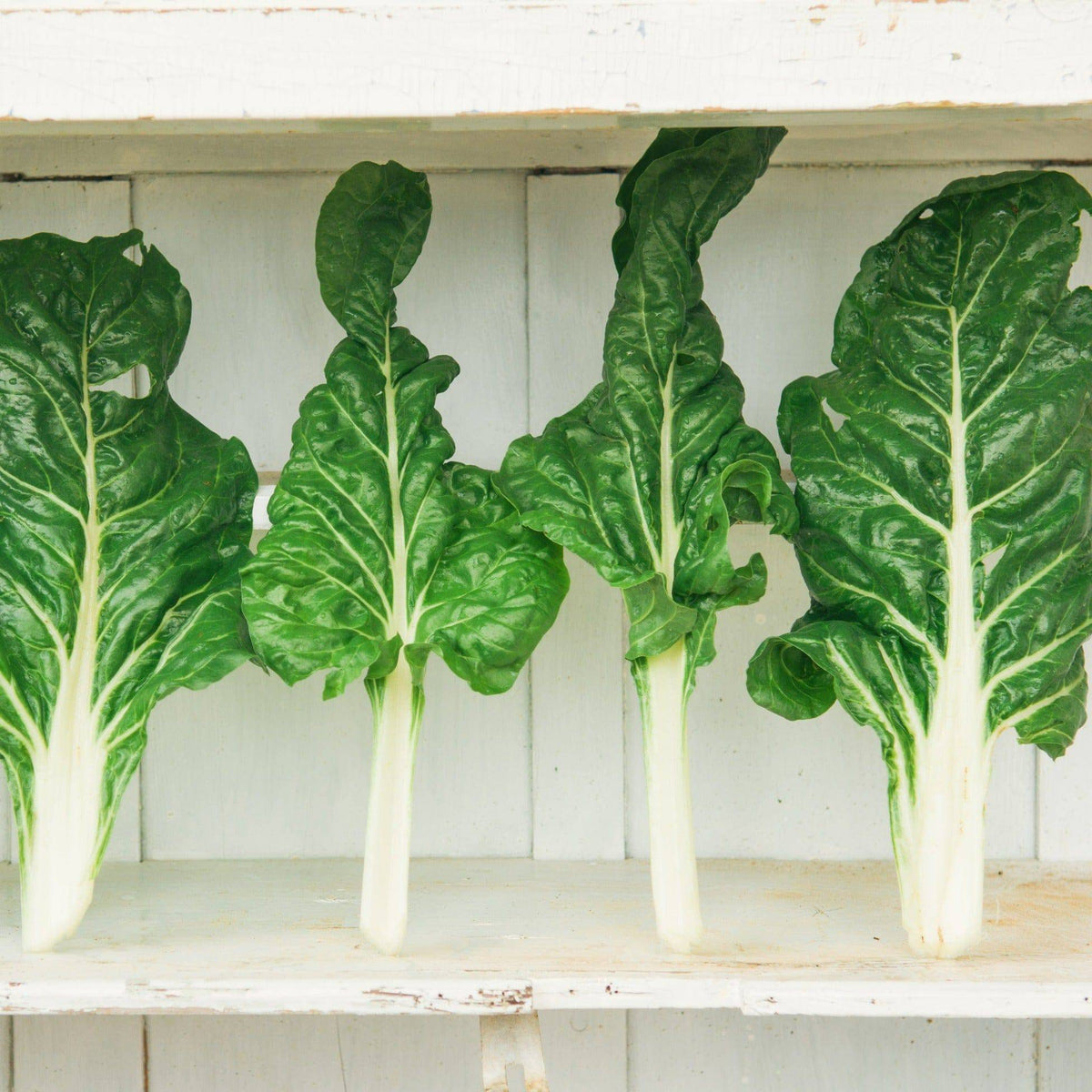 Silverbeet Fordhook Heirloom Seeds – Planting Organics